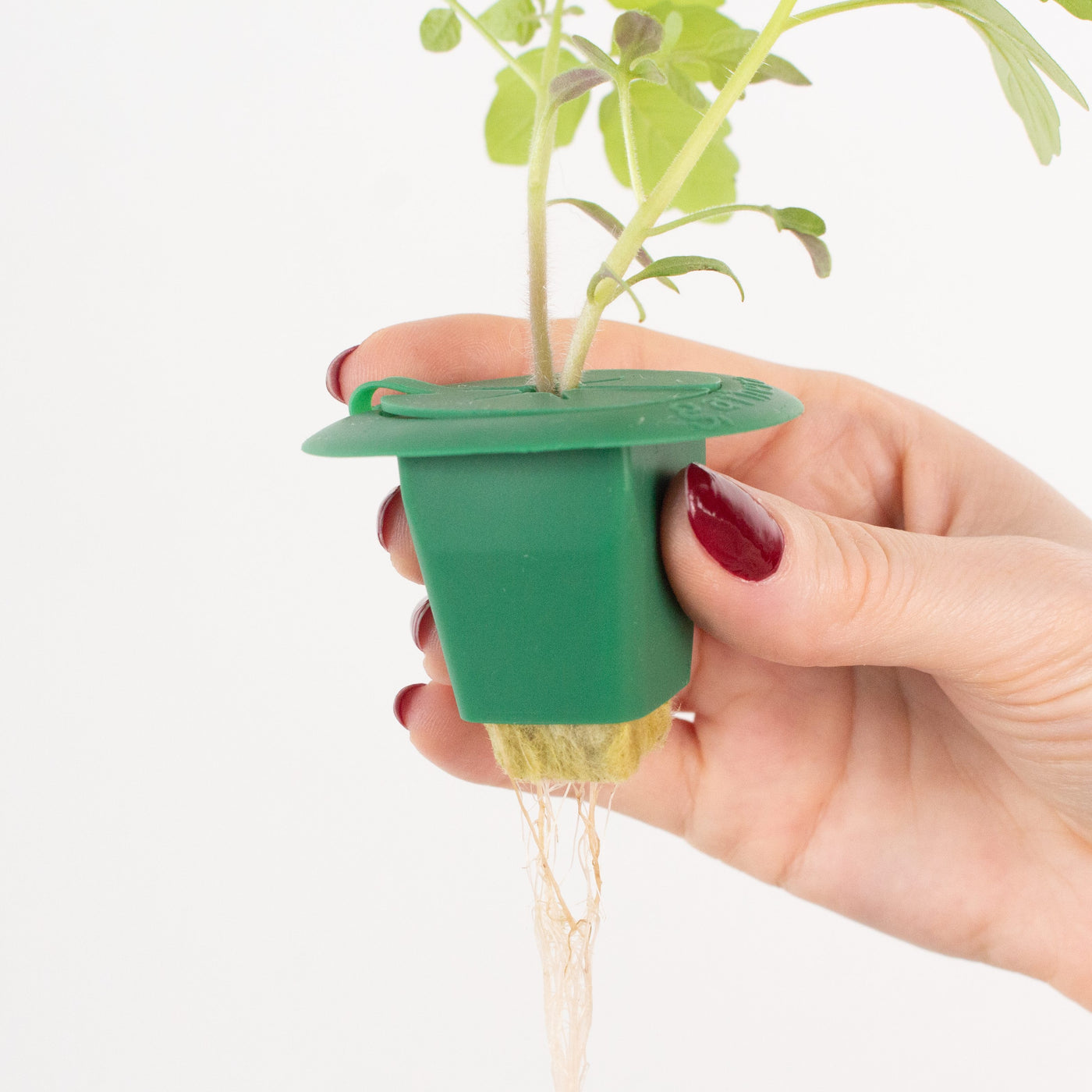 Hydroponic Net Cups with Algae Guard | Food-Grade Silicone - gathera UK